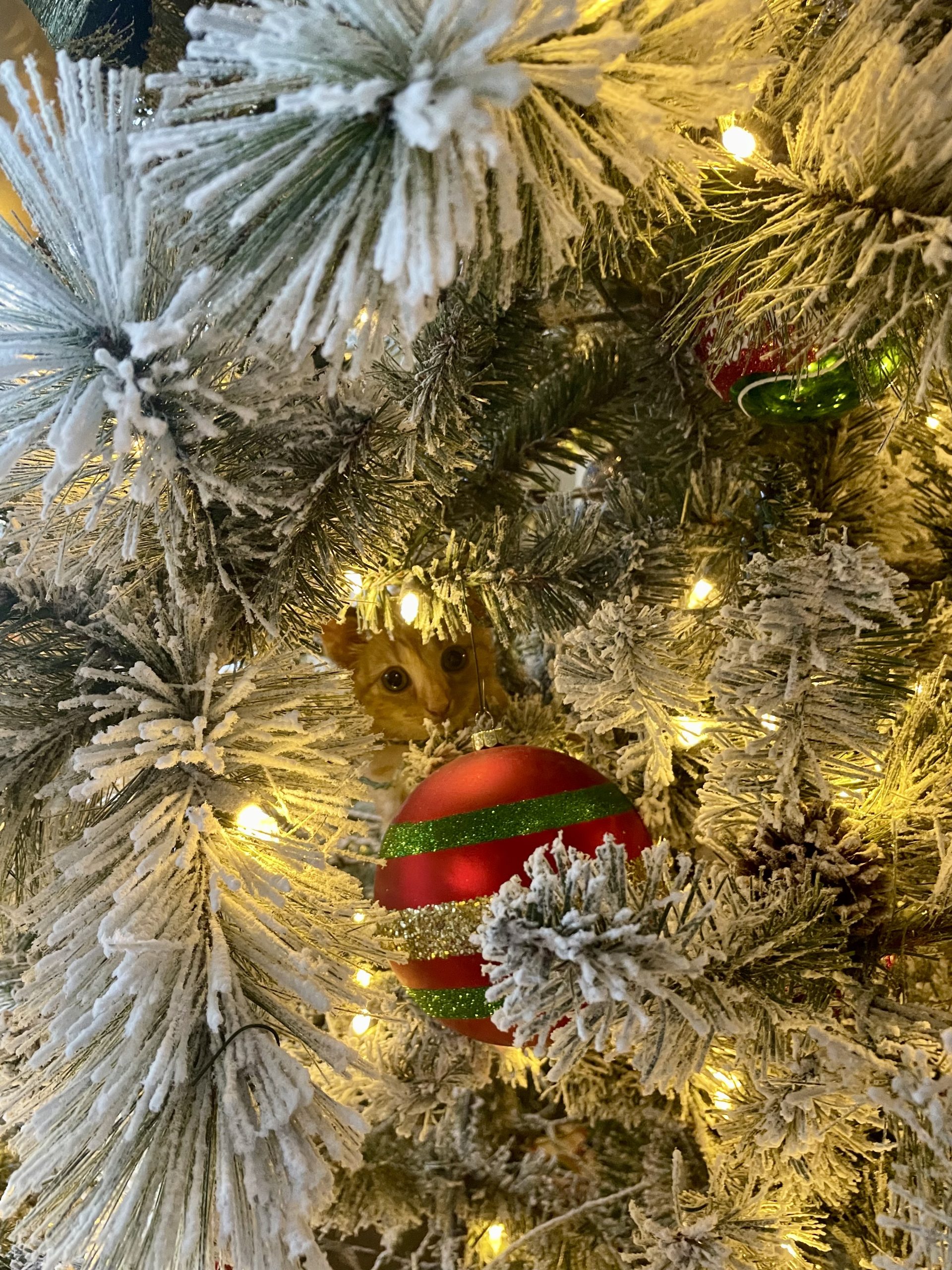 Stanley and the Christmas Tree: A Lesson for Writers - Lee Martin