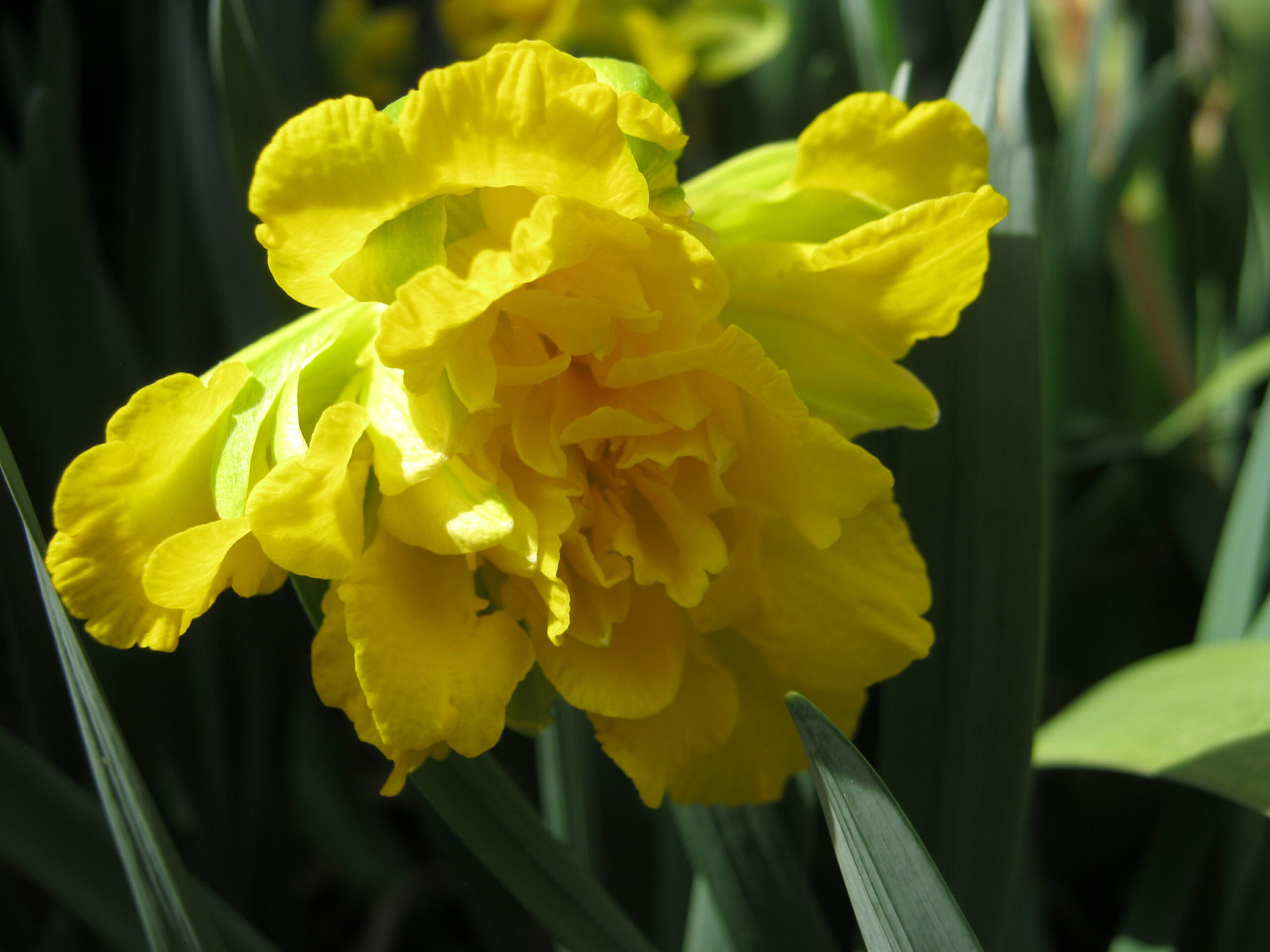 Easter Flowers - Lee Martin