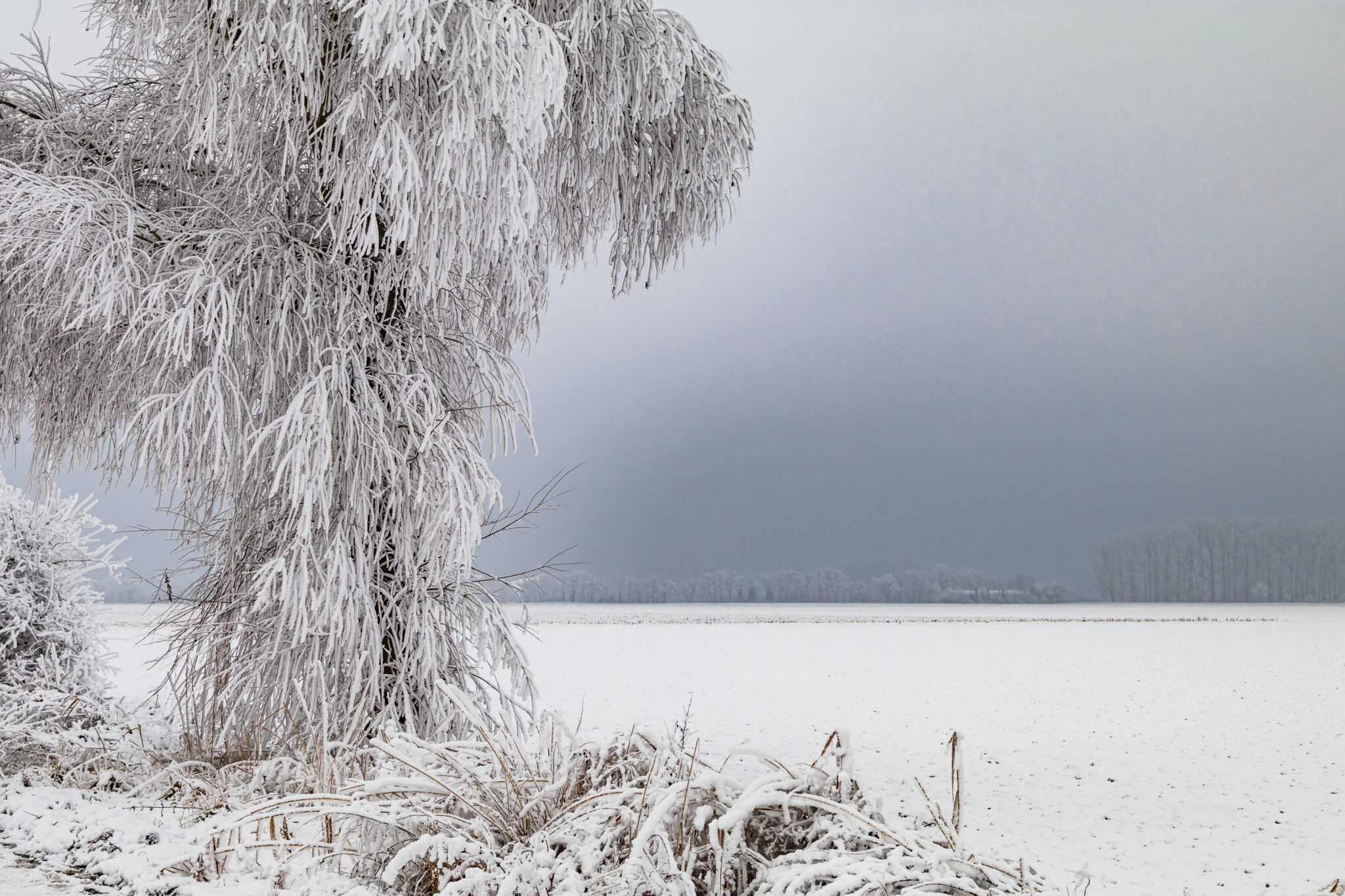 Snow Was General: Writing Beautiful Sentences - Lee Martin